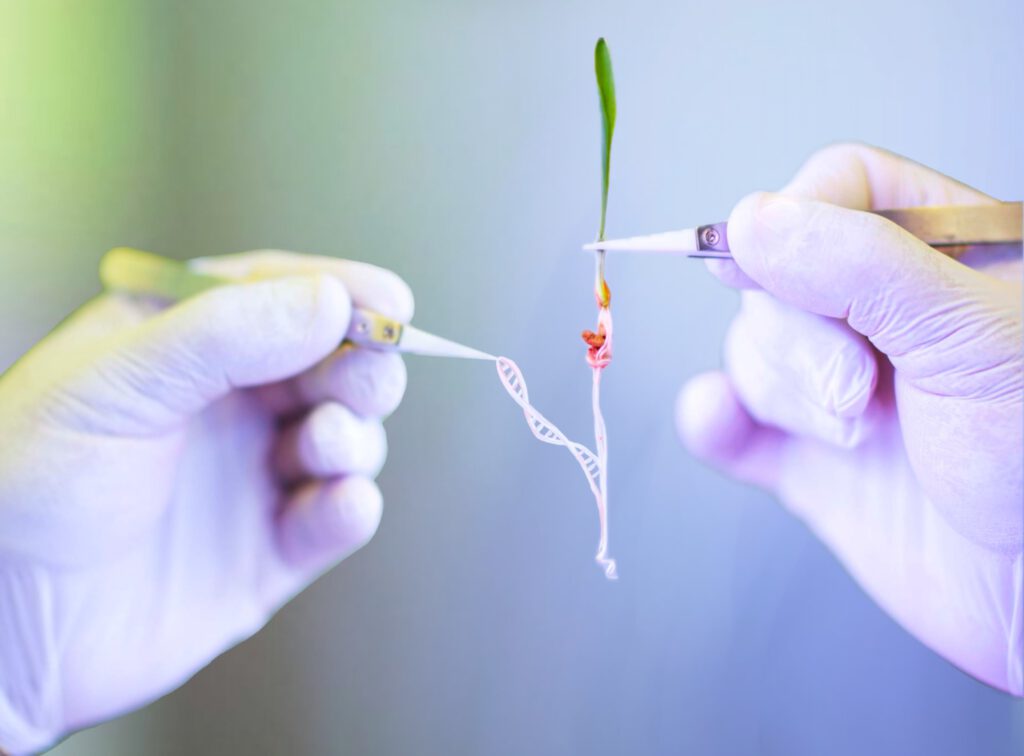 From the soil into the spotlight: the root - SMARTtray